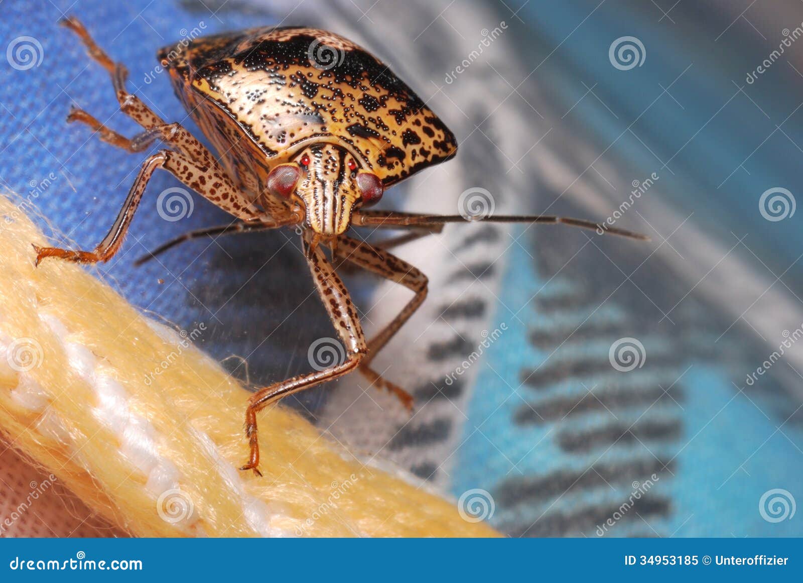 Shield Bug stock image. Image of tiny, close, food, antennae - 34953185