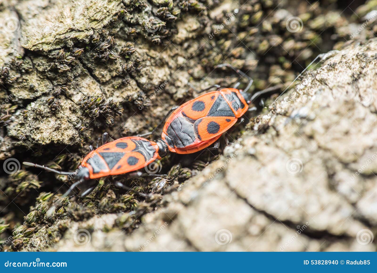 Shield Bug Mating stock photo. Image of orange, antennae - 53828940