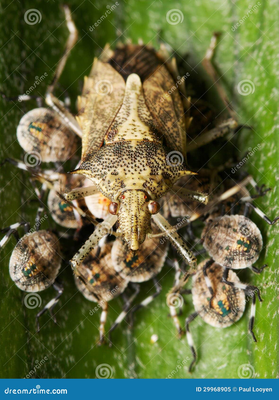 Shield bug stock image. Image of face, nature, beautiful - 29968905