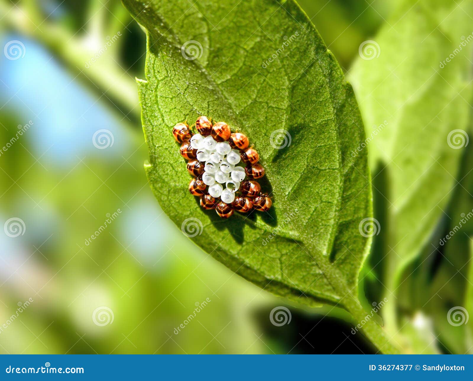 Shield Bug Nymphs stock image. Image of pests, insects - 36274377