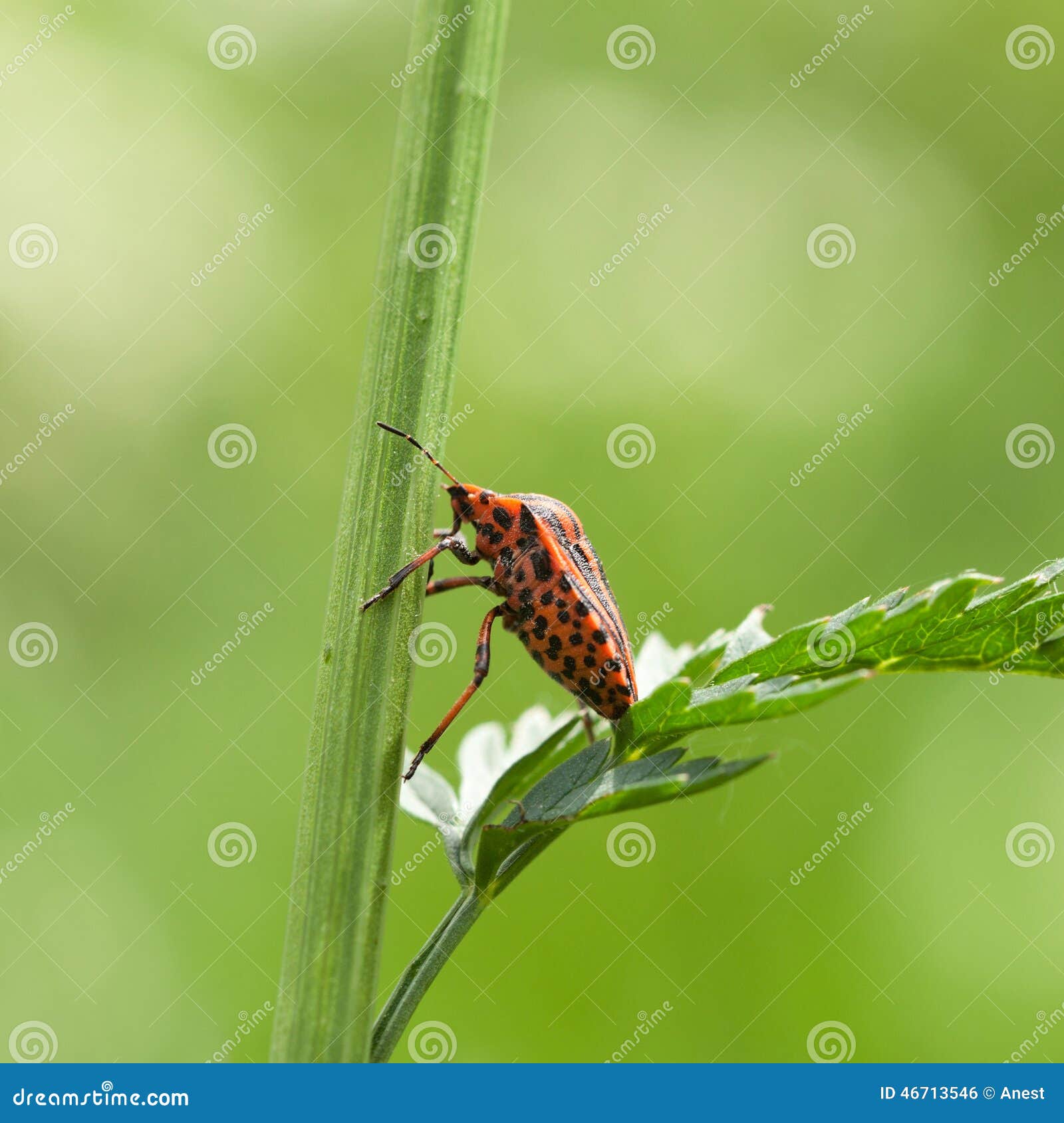 Shield bug profile stock photo. Image of green, outdoor - 46713546