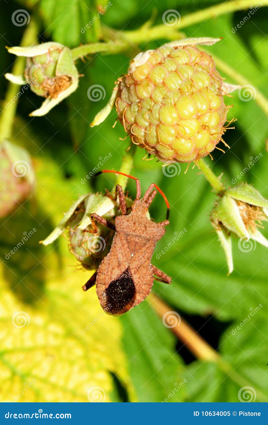 Shield-Bug on Raspberry stock image. Image of feeding - 10634005