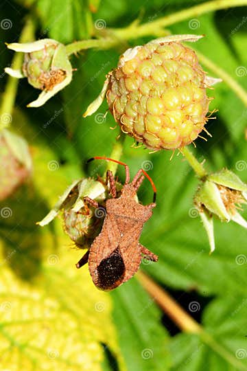 Shield-Bug on Raspberry stock image. Image of feeding - 10634005