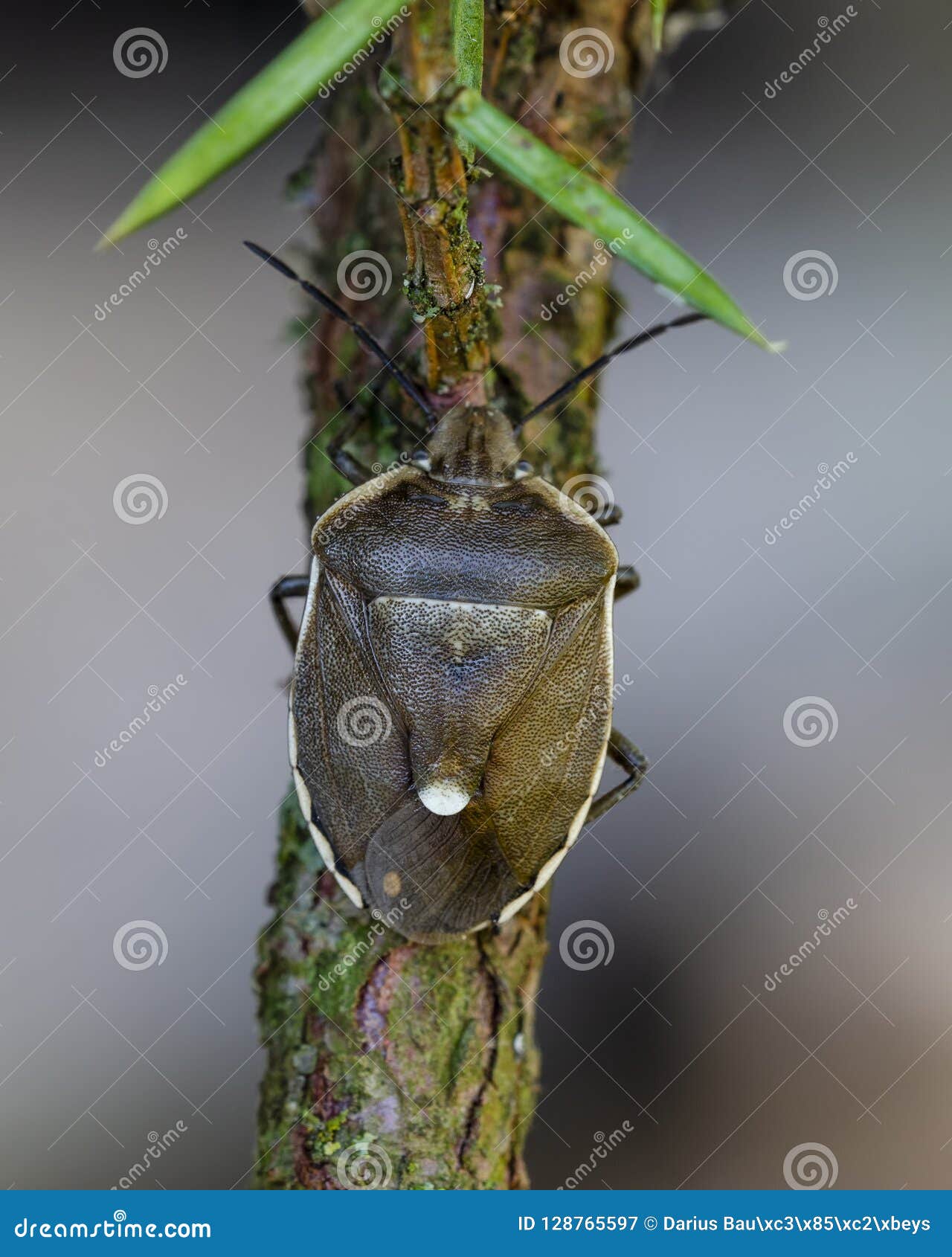 Shield Bug Siting on Twig in Forest Stock Image - Image of detail ...