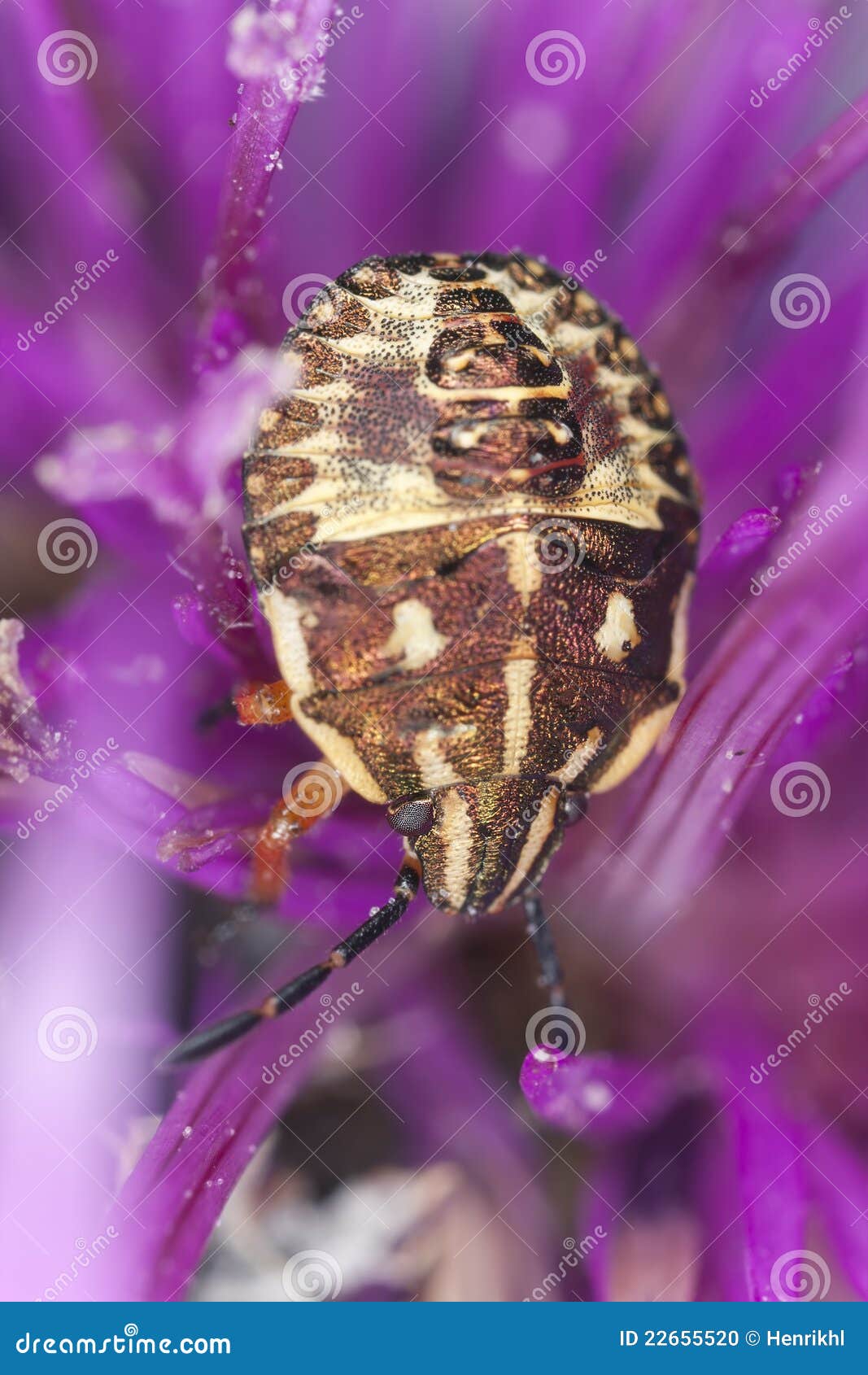 Shield Bug Sitting on Thistle Stock Photo - Image of macro, environment ...
