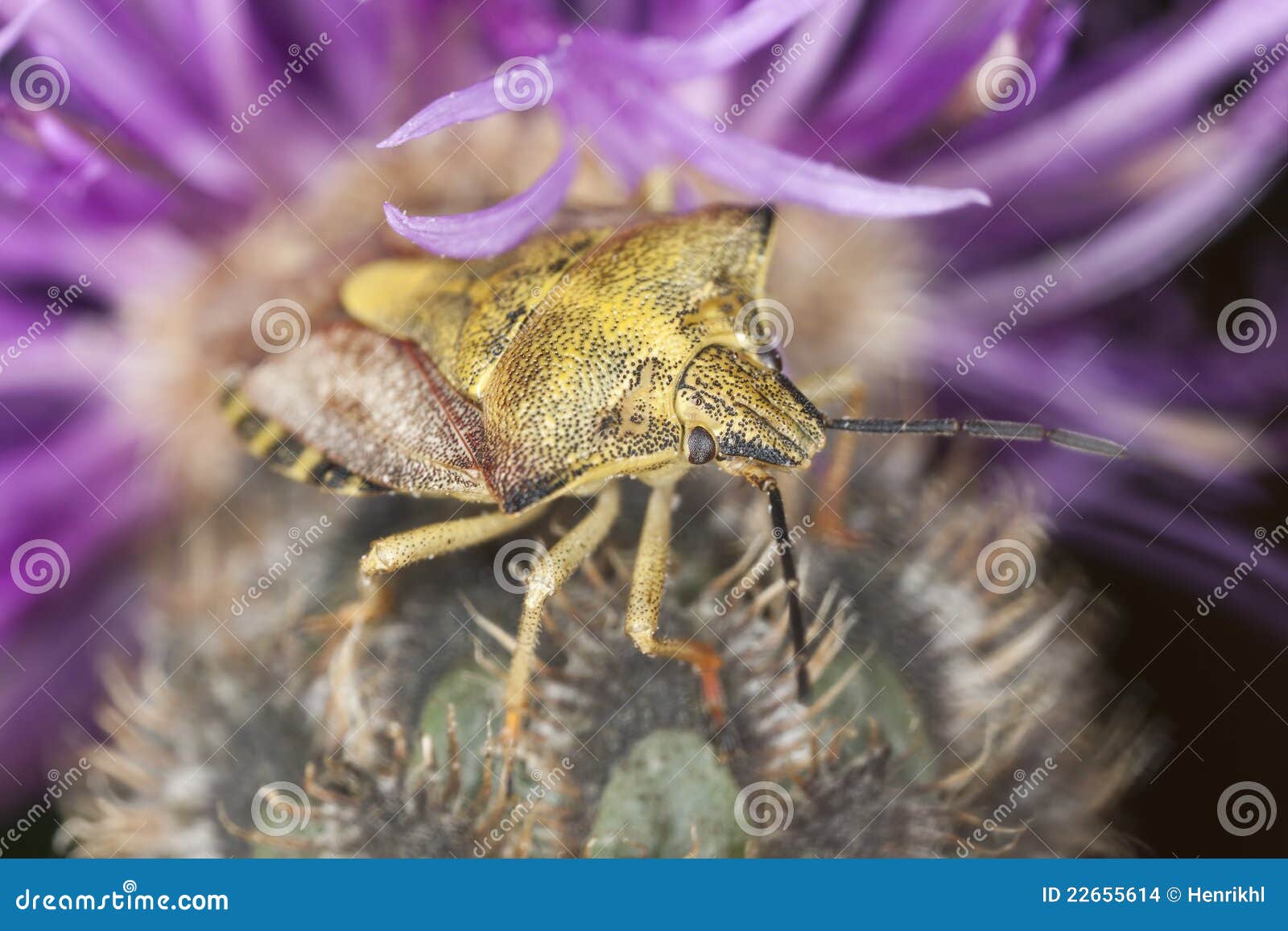 Shield Bug Sitting on Thistle Stock Photo - Image of macro, living ...