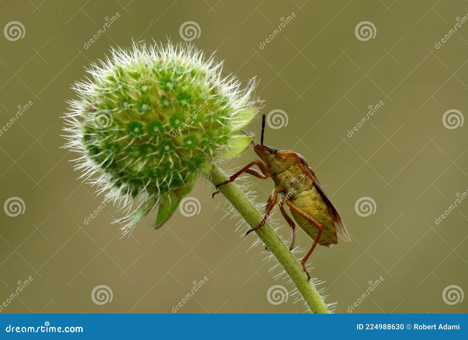 Shield Bug Sitting on Thistle at Dusk. Stock Photo - Image of body ...