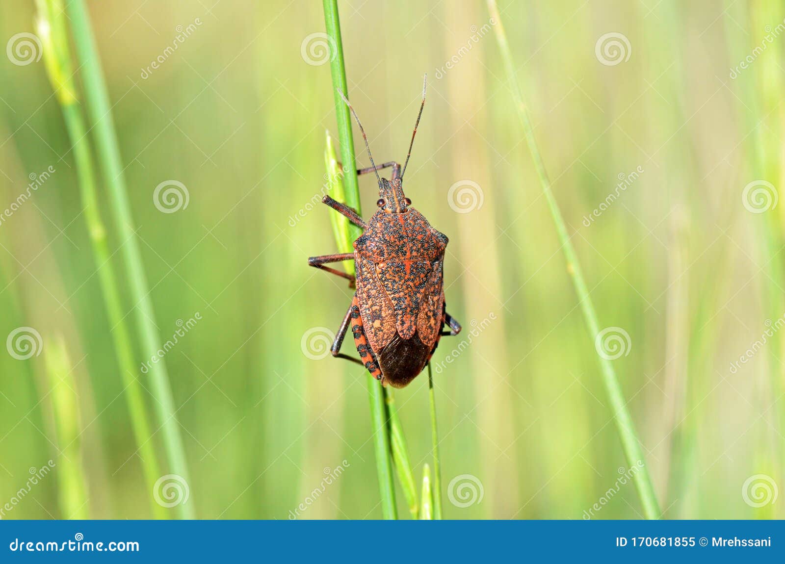 Two Pentatomidae Shield Bug Or Stink Bug Mating , Hemiptera Insect ...