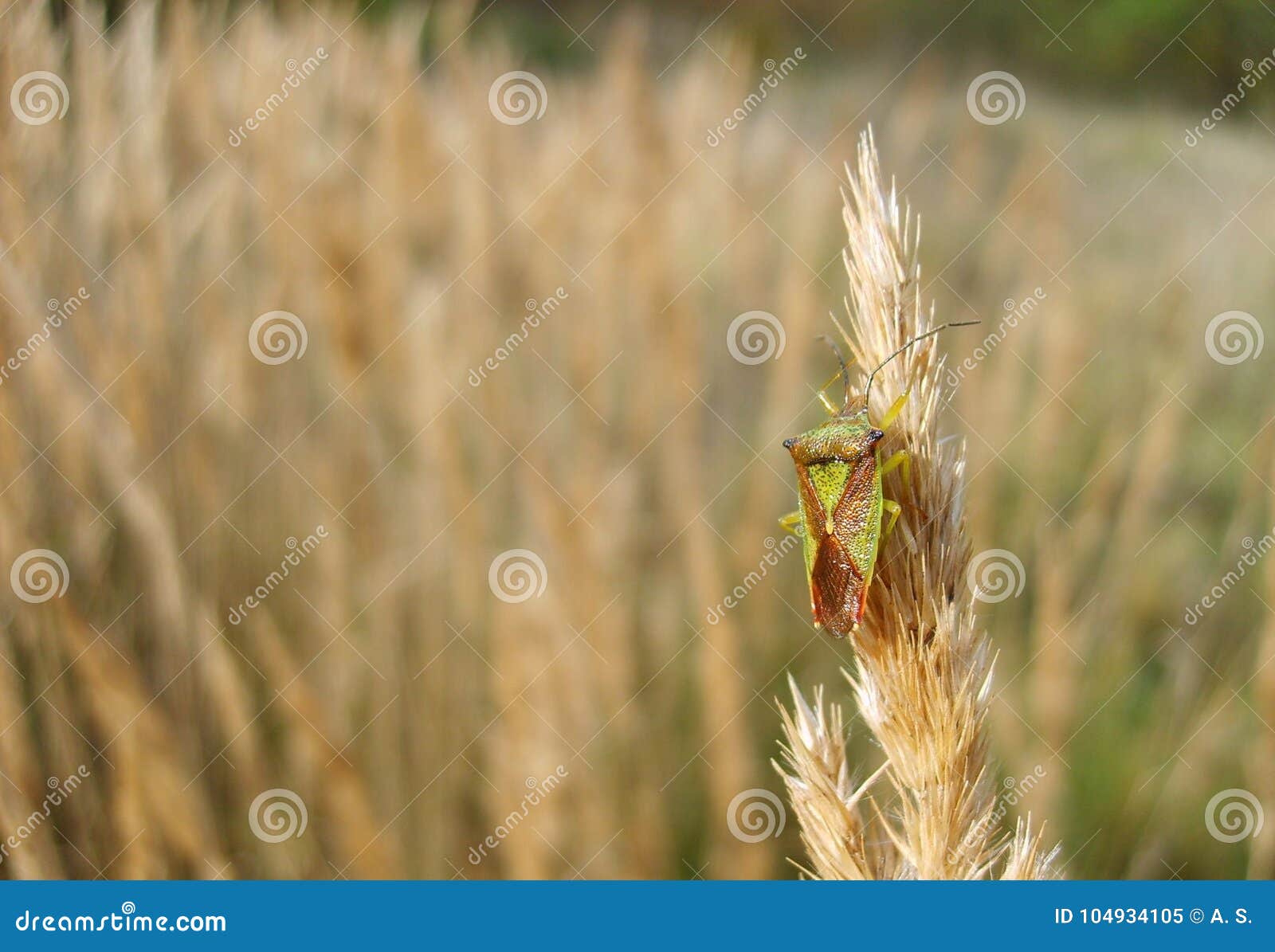 A Shield Bug or Stink Bug on a Grass Plant in a Meadow. Stock Image ...