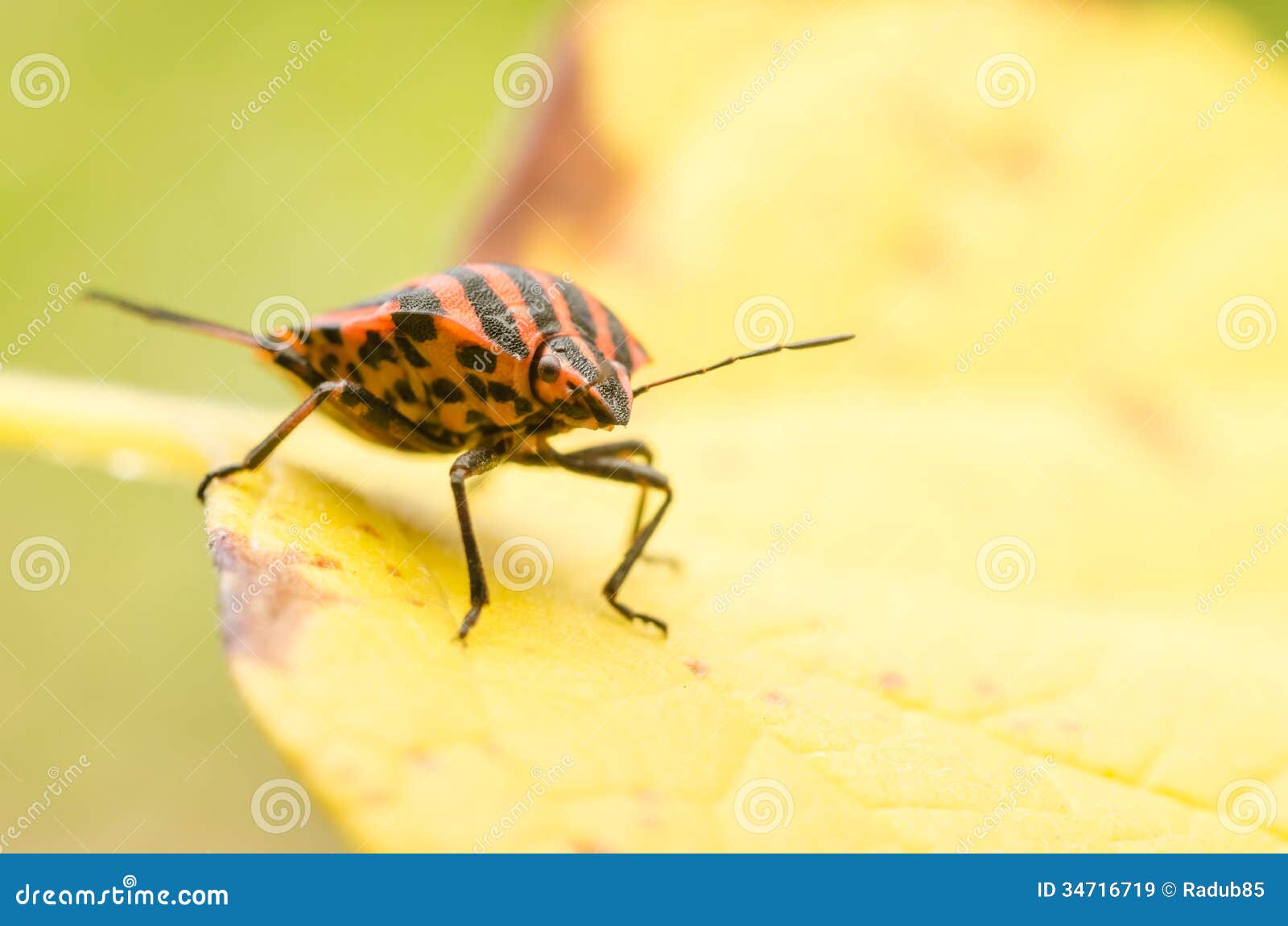 Shield Bug or Stink Bug Insect Macro Stock Image - Image of insect ...