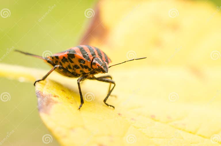 Shield Bug or Stink Bug Insect Macro Stock Image - Image of insect ...