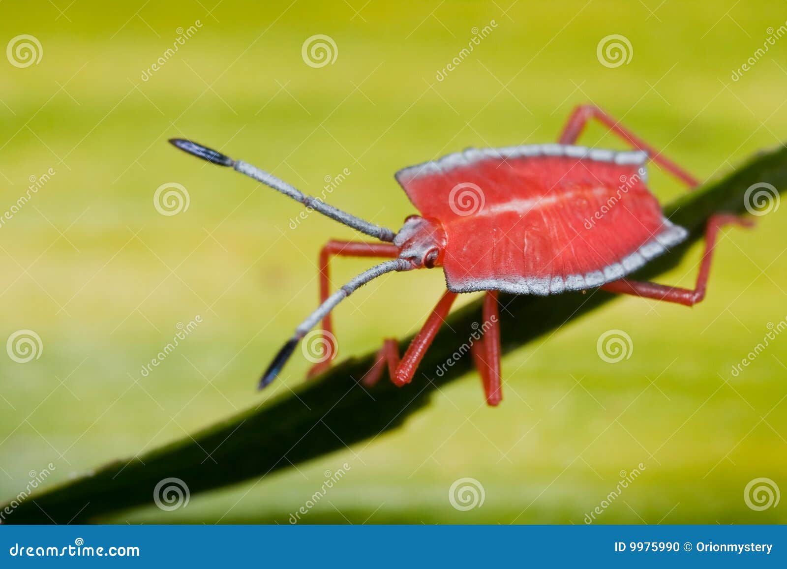 Shield bug/stink bug nymph stock photo. Image of foliage - 9975990