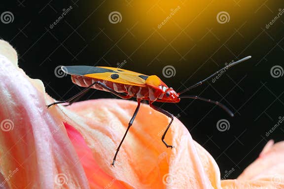 Shield Bug in Thailand and Southeast Asia. Stock Photo - Image of ...