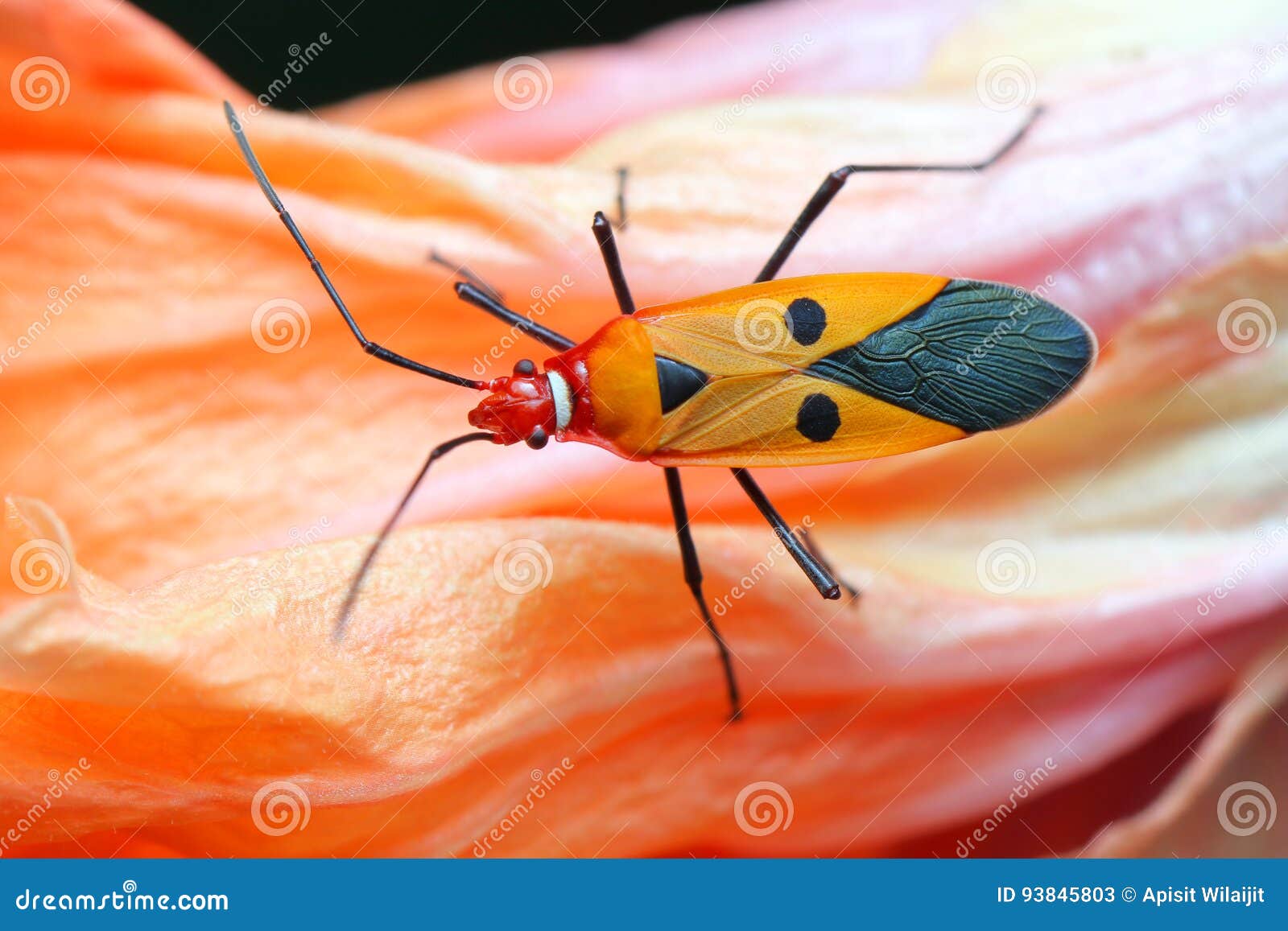 Shield Bug in Thailand and Southeast Asia. Stock Image - Image of ...