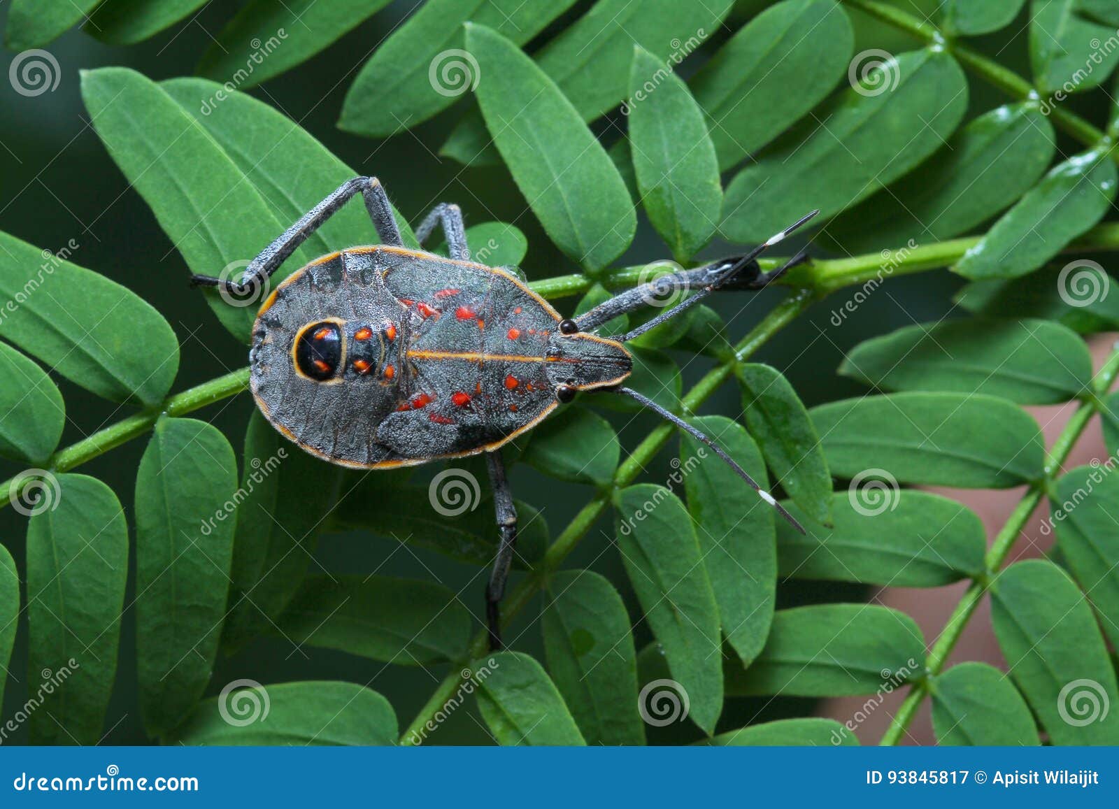 Shield Bug in Thailand and Southeast Asia. Stock Image - Image of leaf ...
