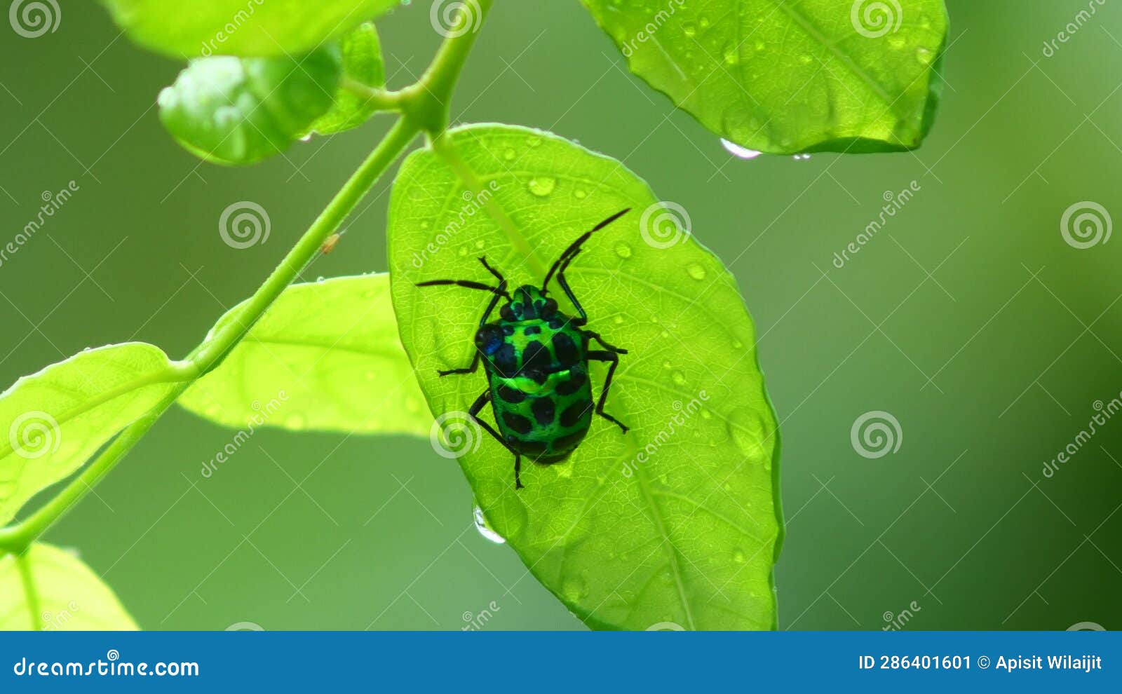 Shield Bug In Thailand And Southeast Asia Stock Video Video Of