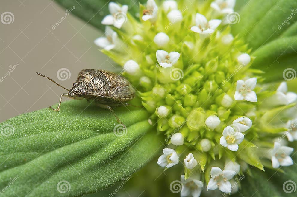The Shield Bug on the Tiny White Mitracarpus Hirtus Wildflower. Stock ...