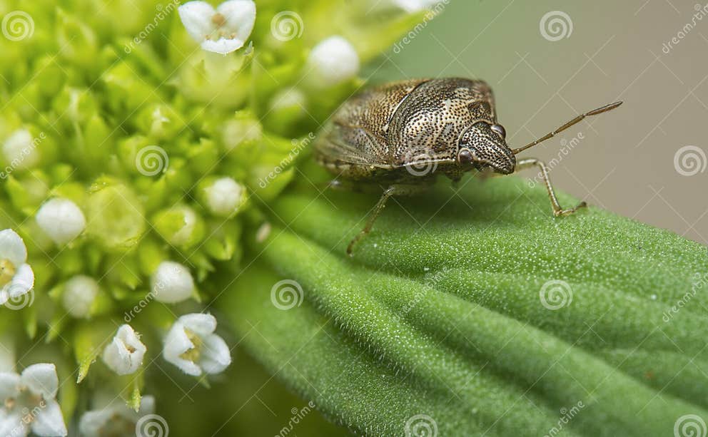 The Shield Bug on the Tiny White Mitracarpus Hirtus Wildflower. Stock ...