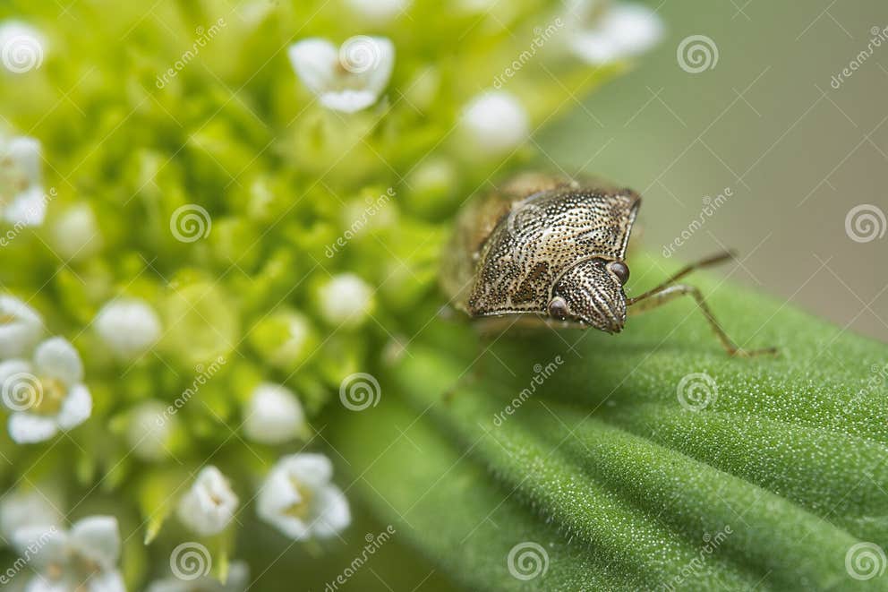 The Shield Bug on the Tiny White Mitracarpus Hirtus Wildflower. Stock ...