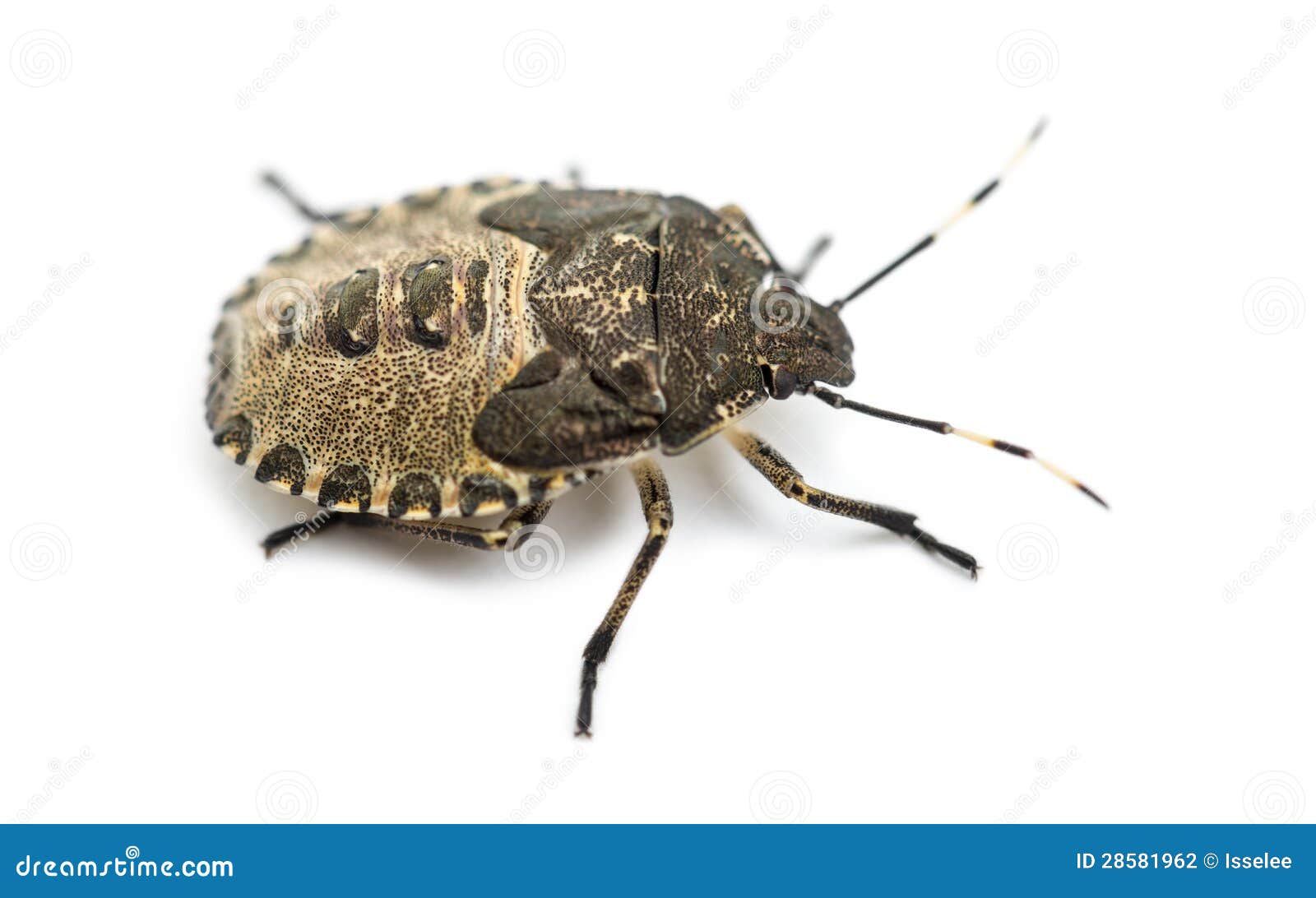 Shield Bug, Troilus Luridus Stock Photo - Image of invertebrate ...