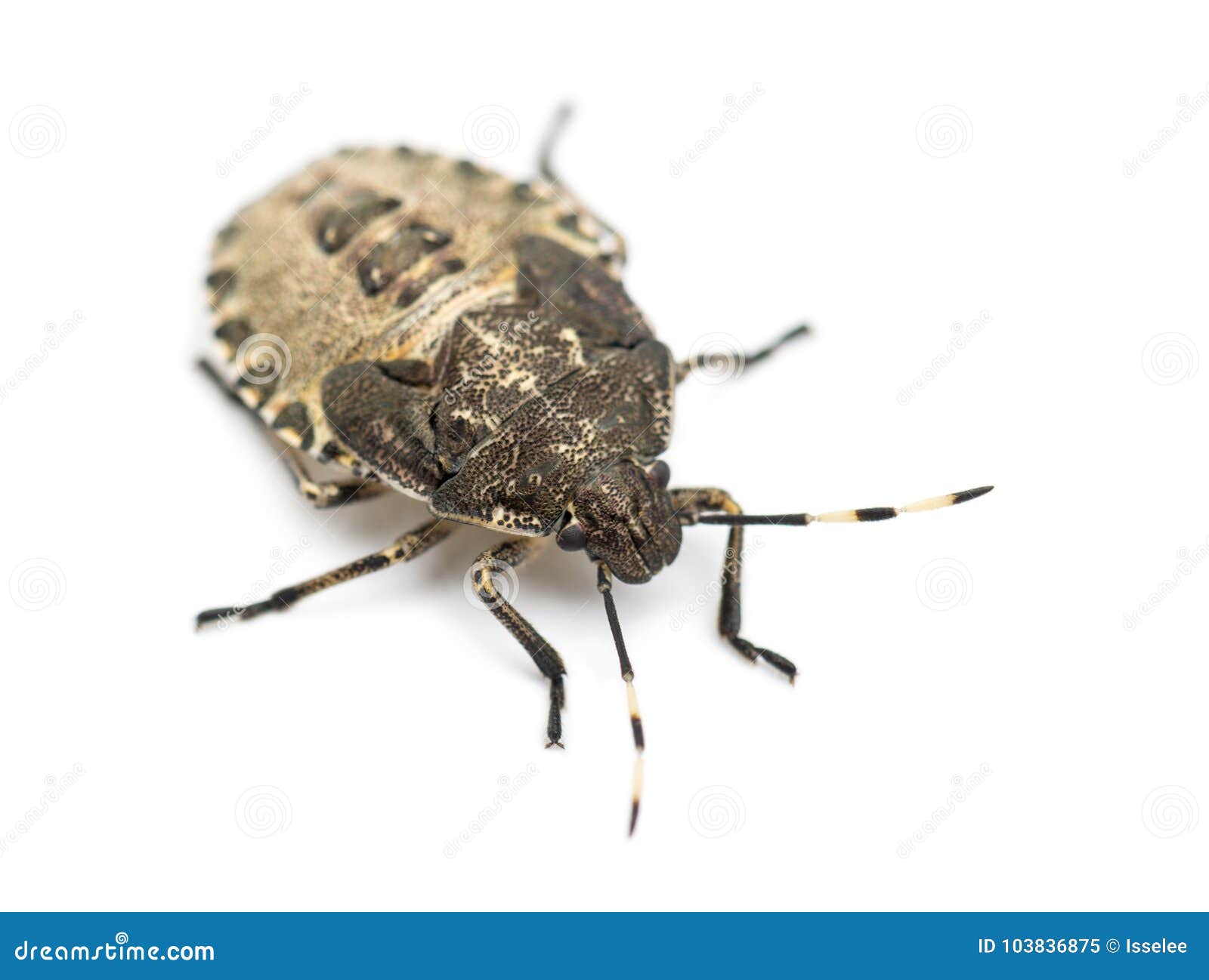 Shield Bug, Troilus Luridus, Against White Background Stock Image ...