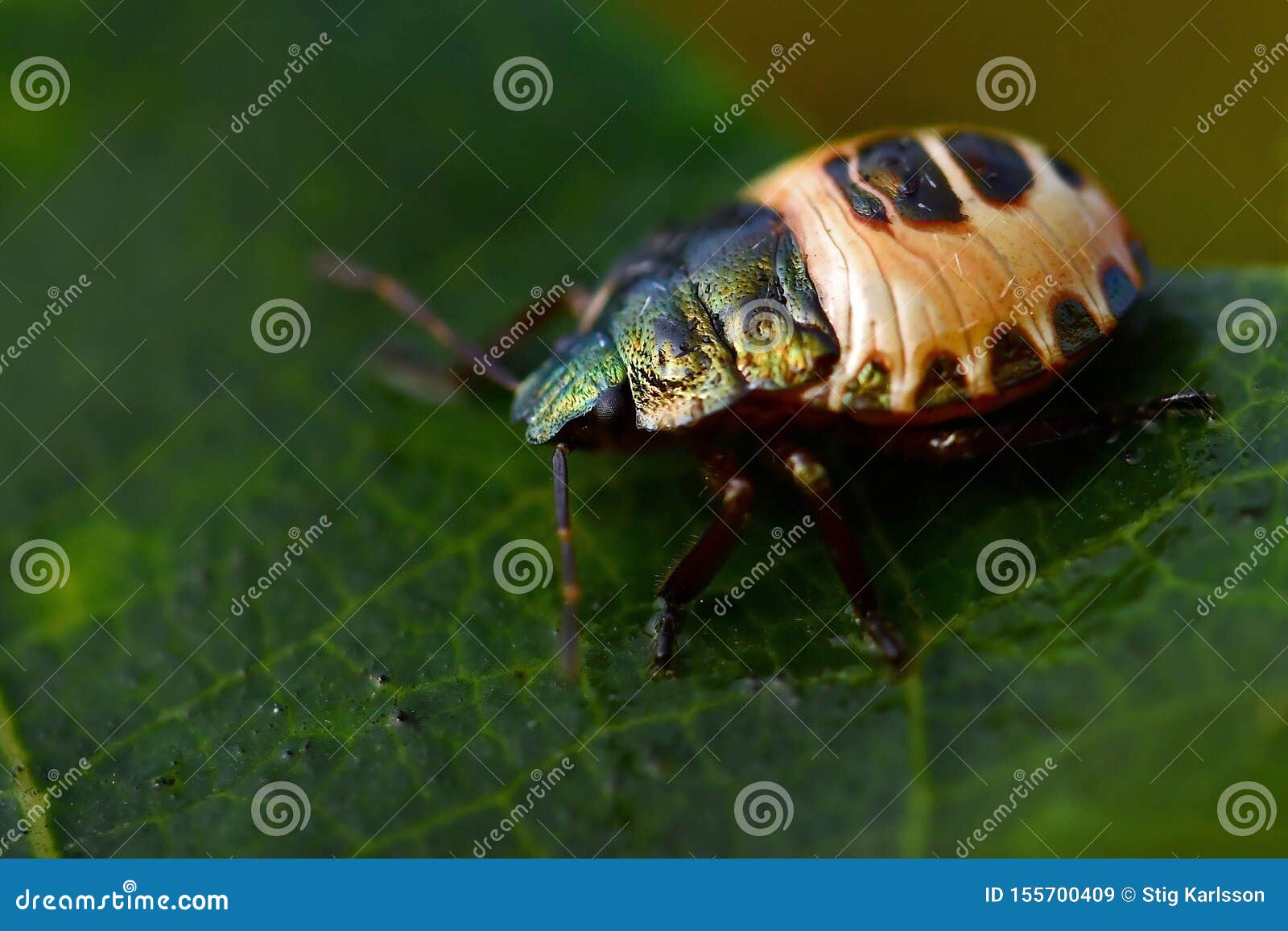 Shield Bug Troilus luridus stock image. Image of beetle - 155700409