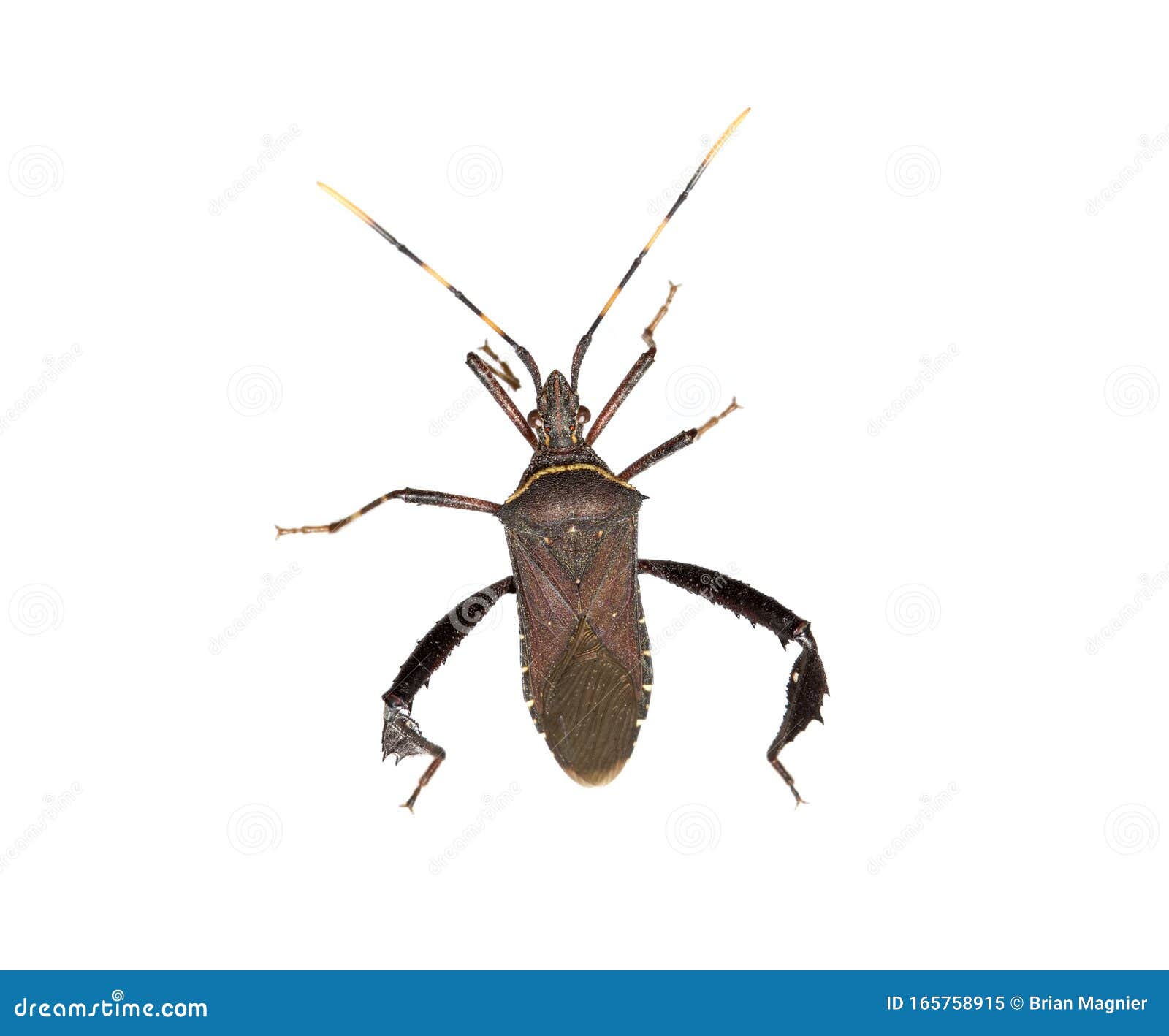 Shield Bug on White Background Stock Image - Image of clean ...