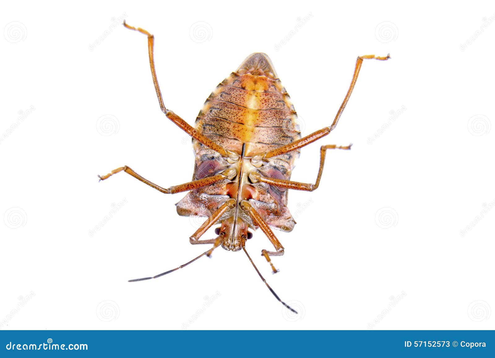 Shield Bug on a White Background Stock Image - Image of close, insect ...