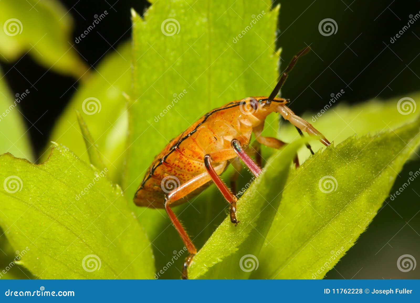 Shield Bugs, Also Known As Stink Bugs. Stock Photo - Image of fauna ...