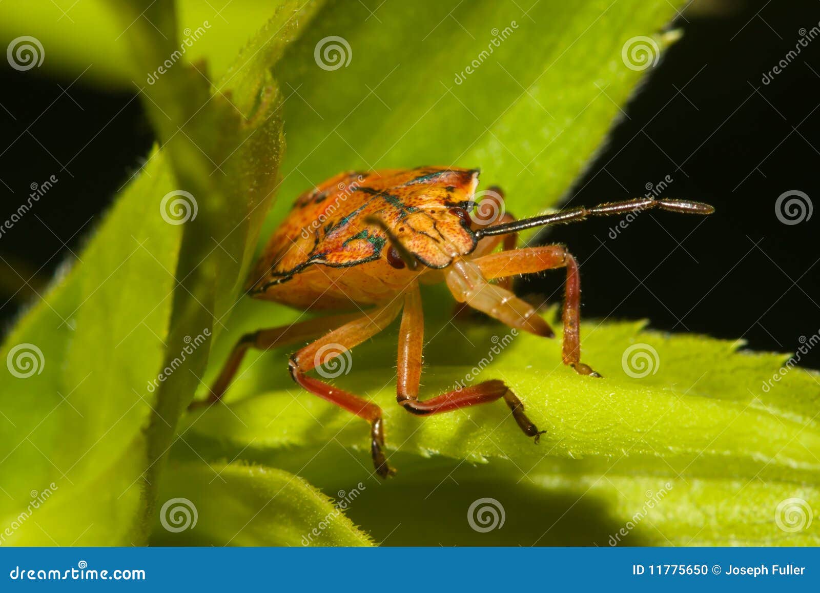 Shield Bugs, Also Known As Stink Bugs. Stock Photo - Image of flowers ...