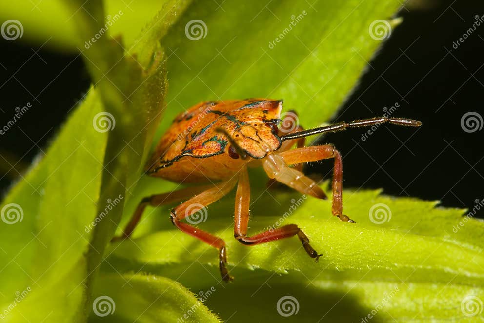 Shield Bugs, Also Known As Stink Bugs. Stock Photo - Image of flowers ...