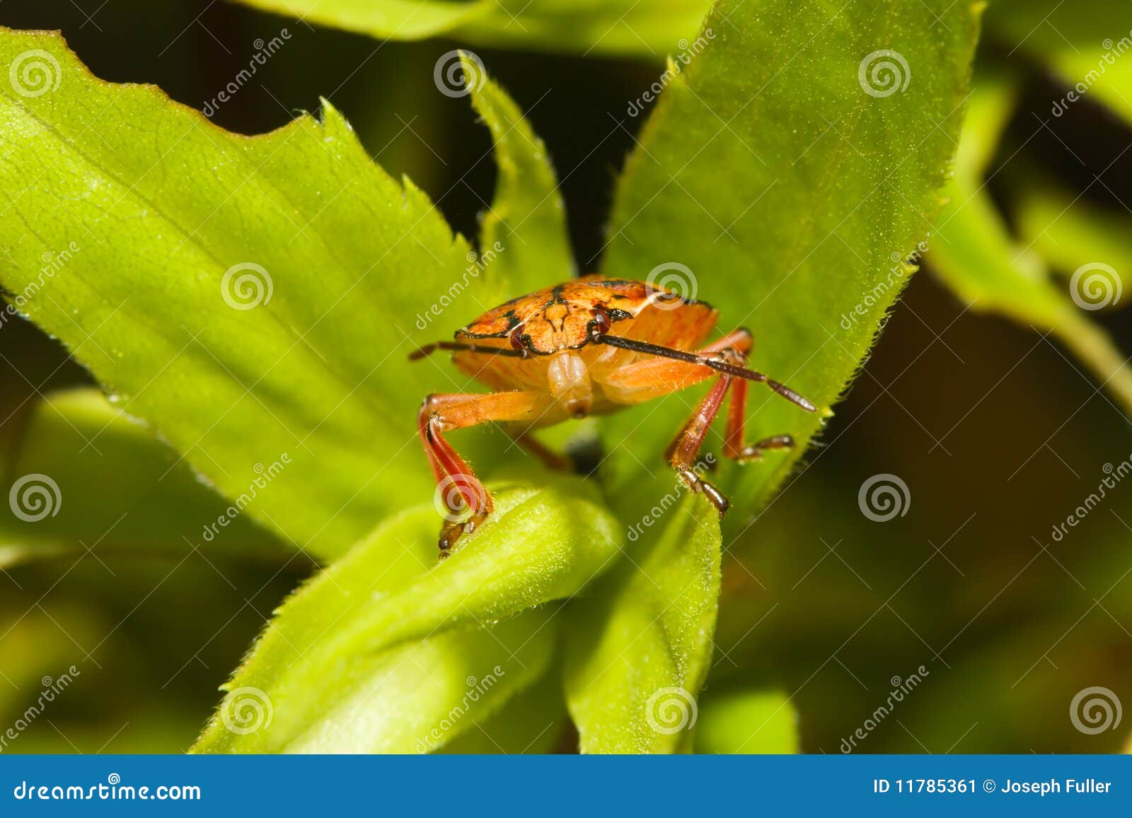 Shield Bugs, Also Known As Stink Bugs. Stock Image - Image of ...
