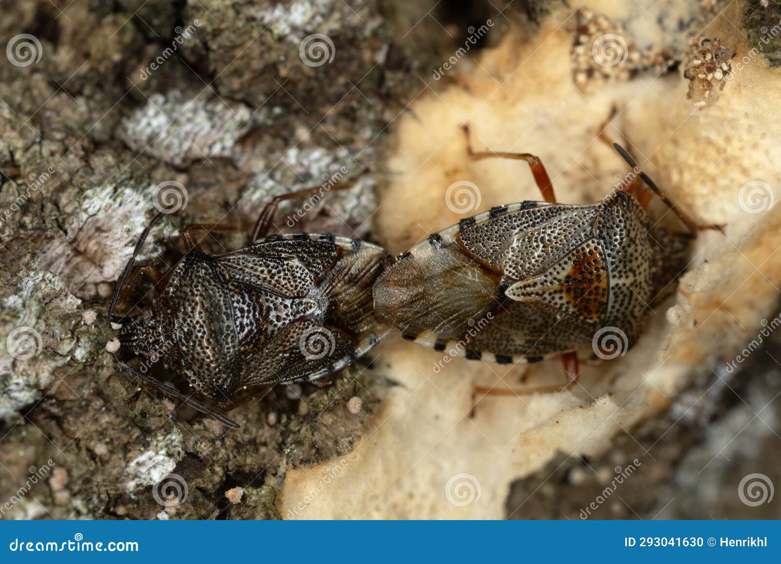 Shield Bugs, Also Known As Stink Bugs. Stock Photography ...