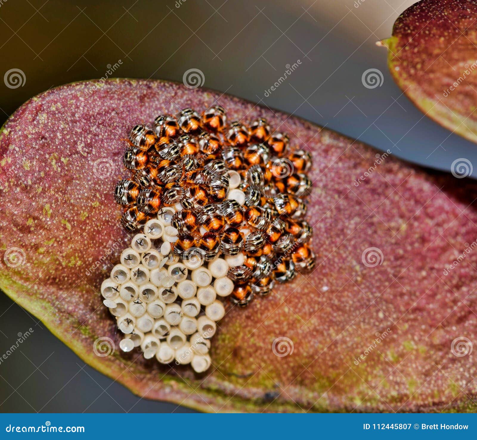 Shield Bugs Hatching on a Leaf. Stock Image - Image of entomology ...