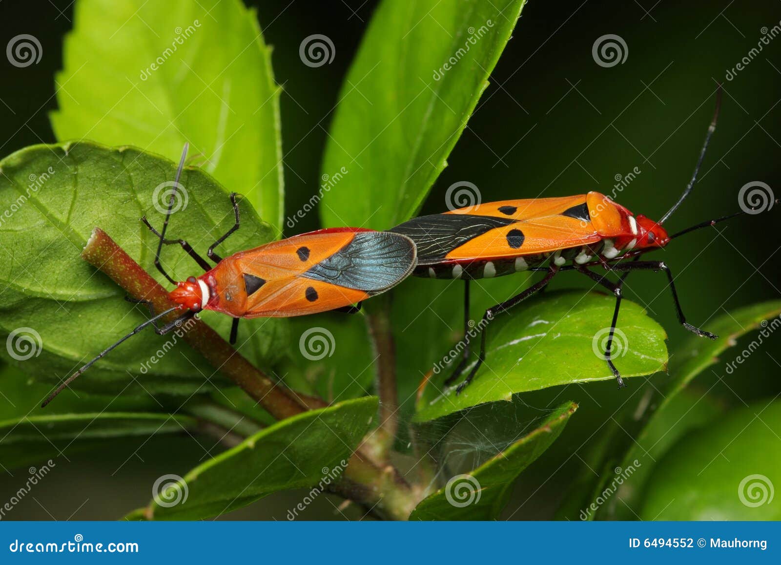Shield Bugs Mating stock photo. Image of insect, closeup - 6494552