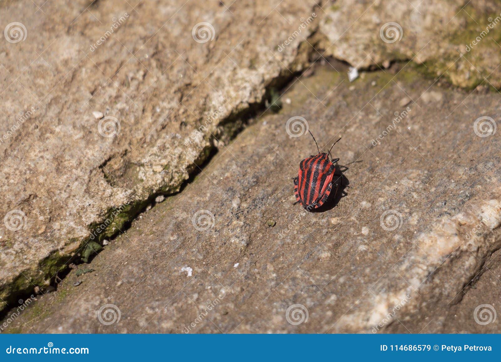 Shield red bug stock image. Image of animal, insect - 114686579