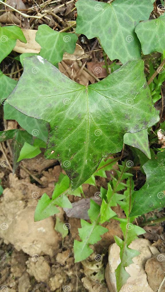 Shield Shape Leaves Leaves on Tge Plant Stock Photo - Image of ...