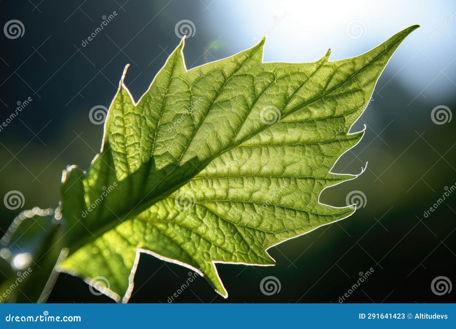 Shield-shaped Plant Leaf Against the Sun Stock Image - Image of ...