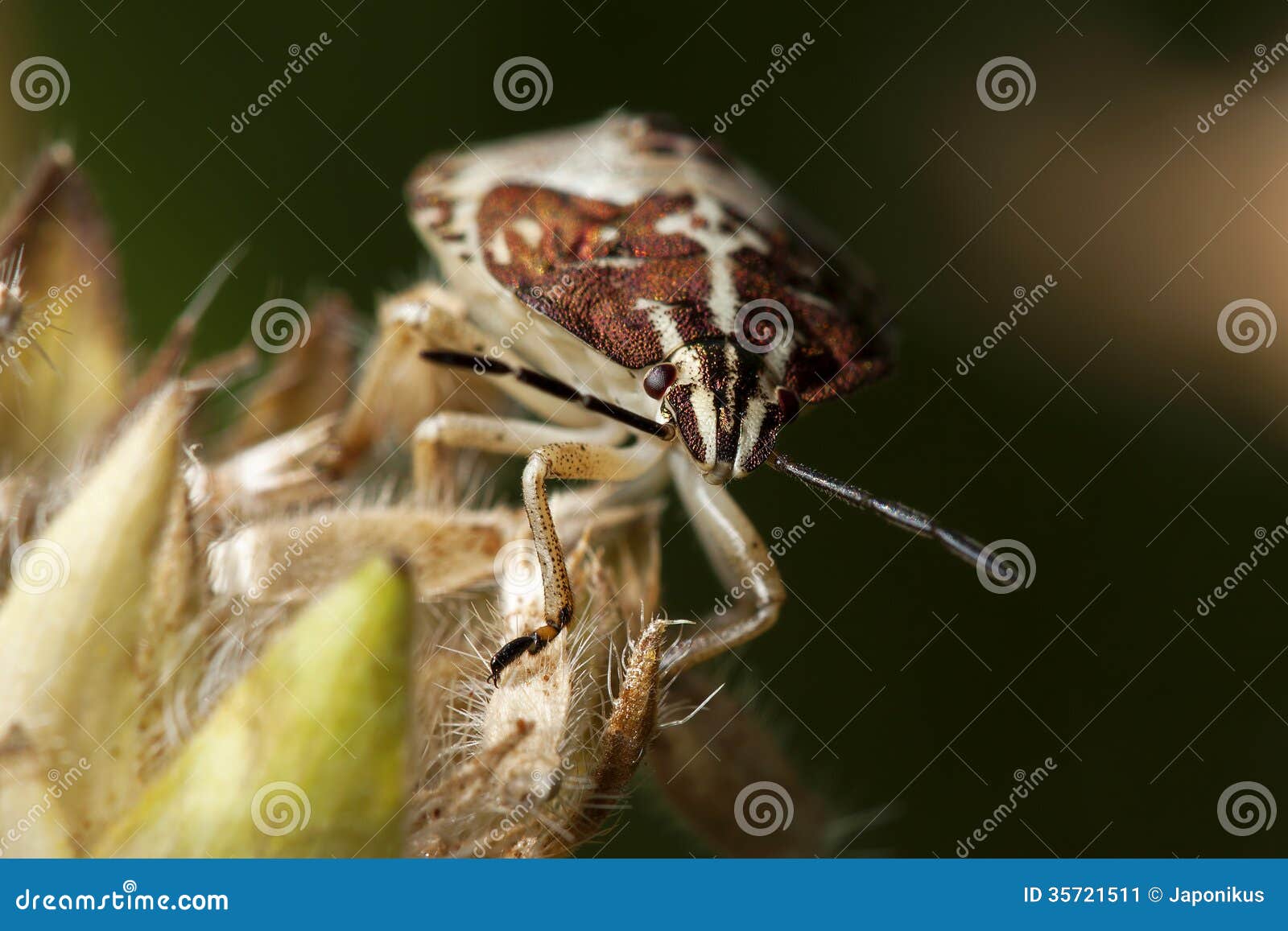 Shield stink bug stock image. Image of flower, magnification - 35721511