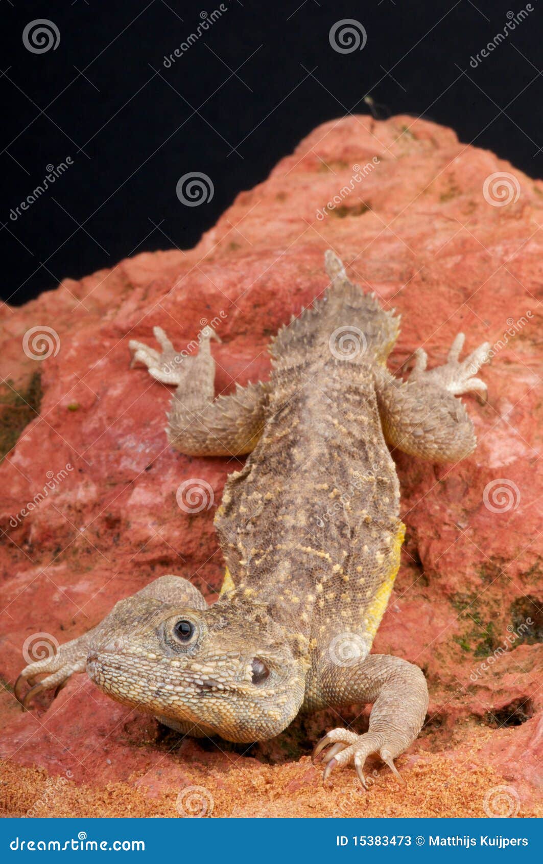Shield-tailed Agama - Xenogama Taylori Royalty-Free Stock Photo ...