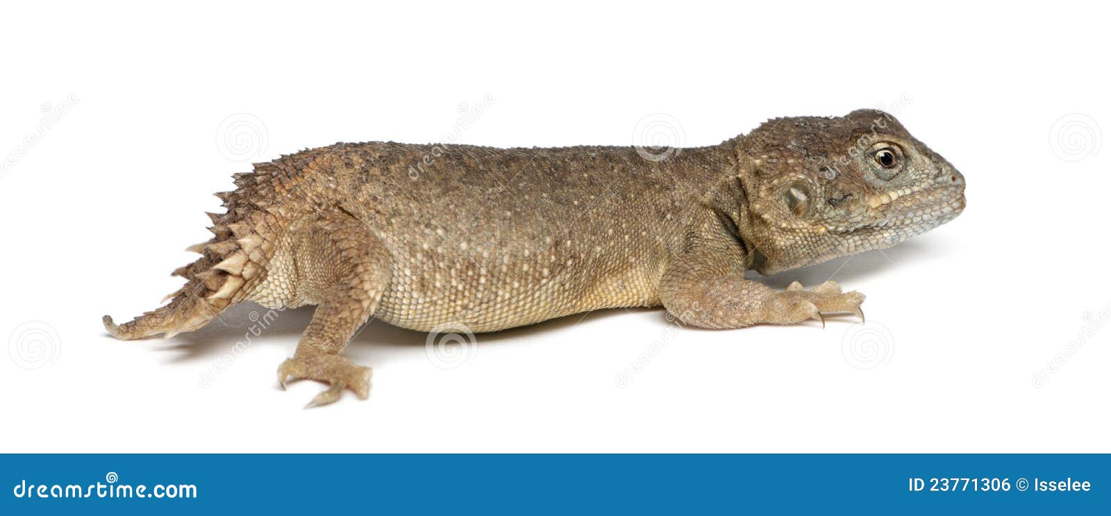 Shield-tailed Agama - Xenogama Taylori Stock Photo - Image of wild ...