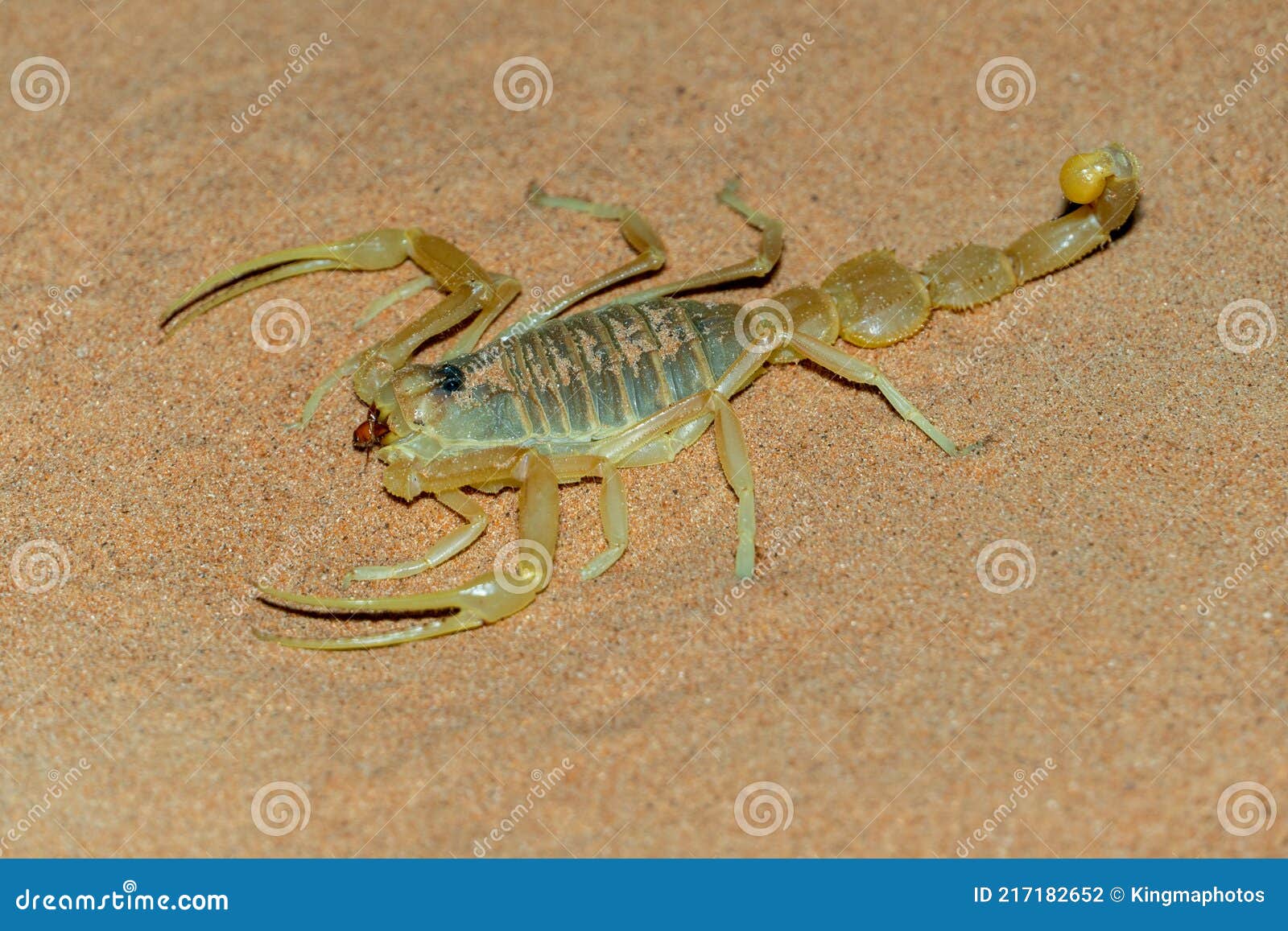 Shield Tailed Scorpion Apistobuthus Pterygocercus in the Middle East on ...