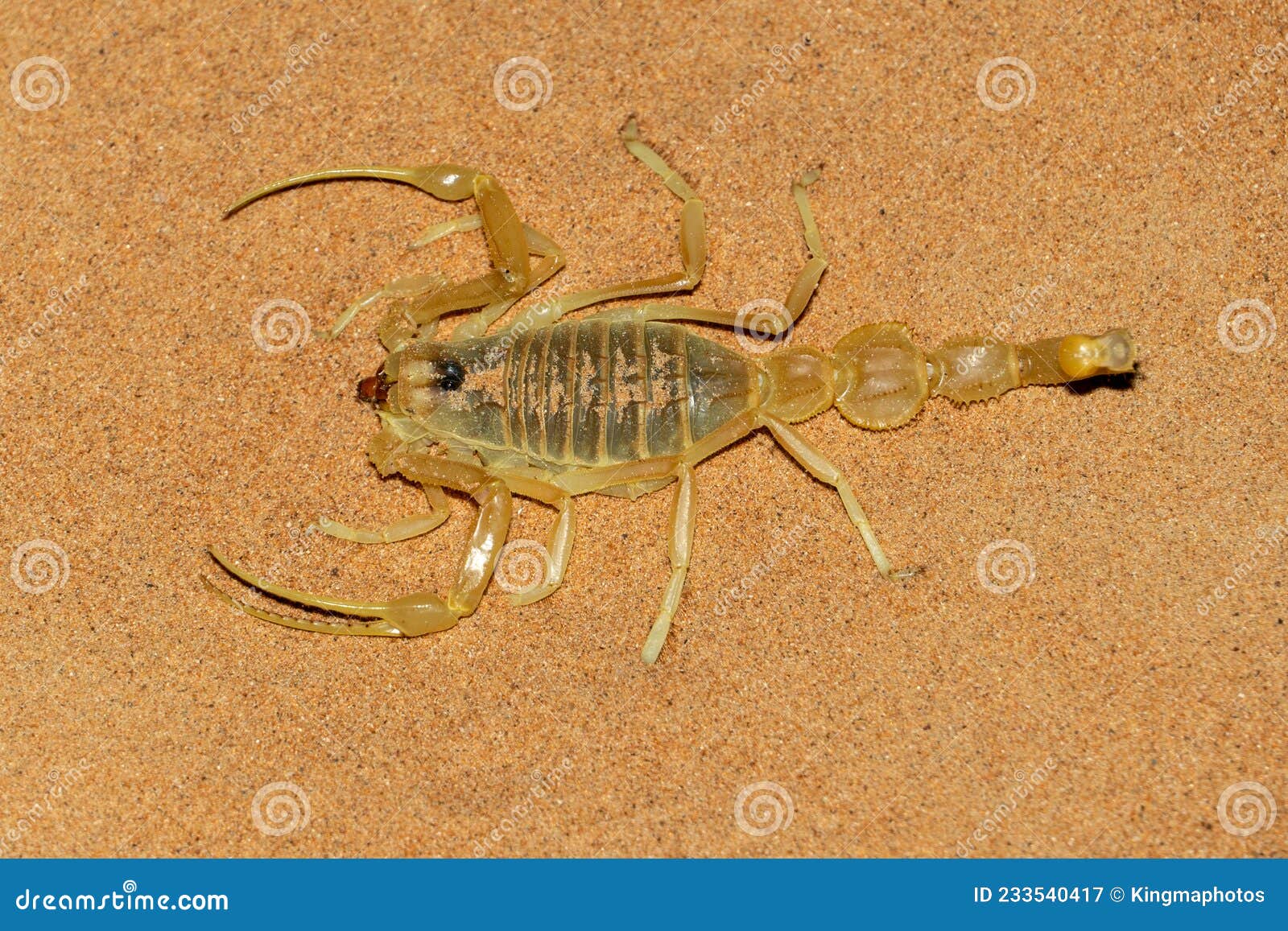 Fat Tailed Scorpion, The Most Dangerous Groups Of Scorpions Stock Photo ...