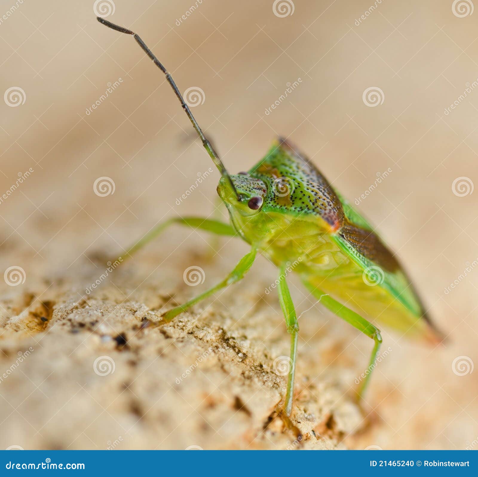 Shieldbug stock photo. Image of wildlife, macro, insect - 21465240