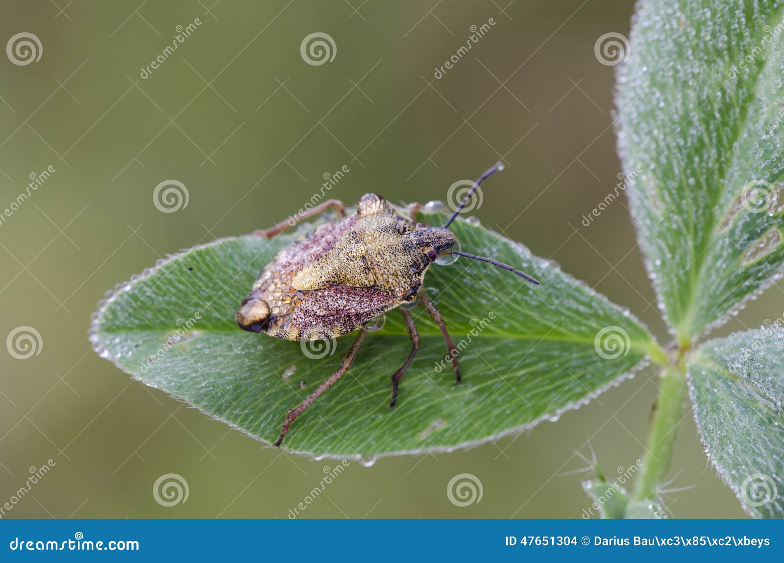 Shieldbug stock photo. Image of clover, wildlife, dewy - 47651304