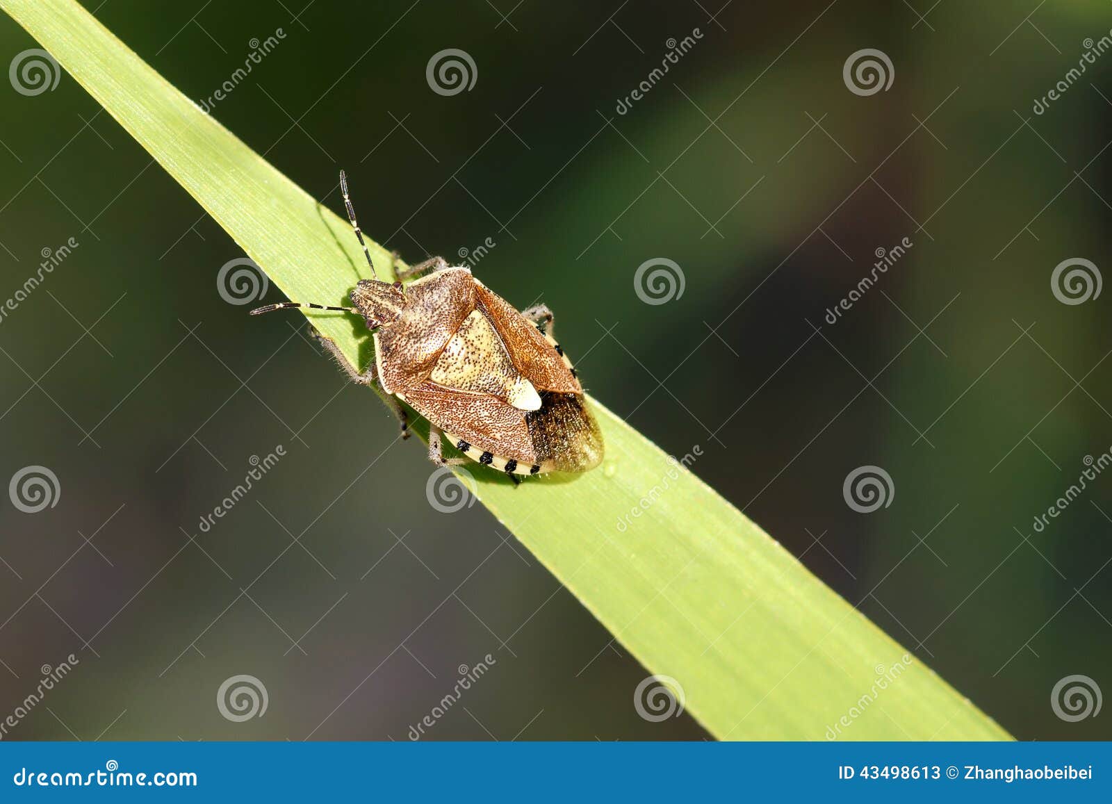 Shieldbug stock image. Image of grass, wild, picus, animals - 43498613