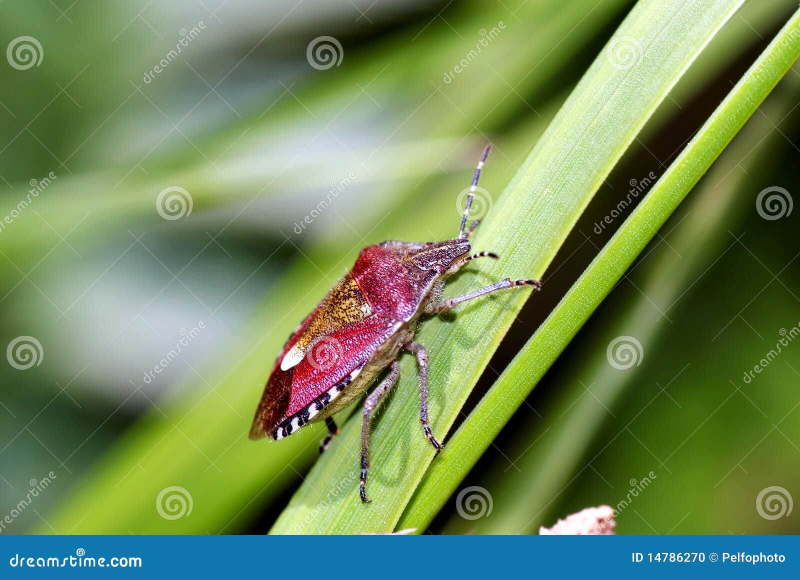 Dolycoris Baccarum, The Sloe Bug, Is A Species Of Shield Bug In The ...