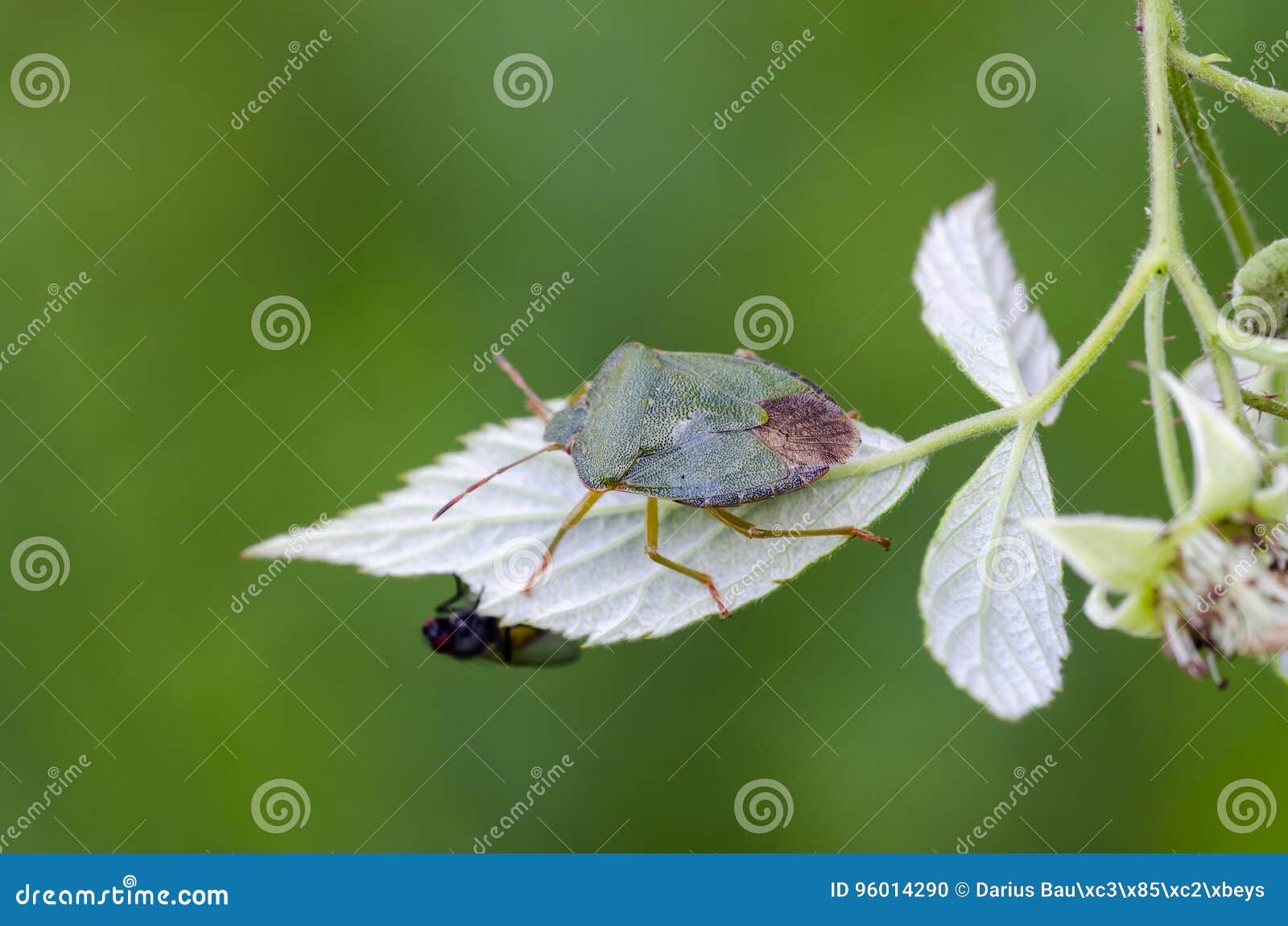 Shieldbug stock photo. Image of wildlife, field, macro - 96014290