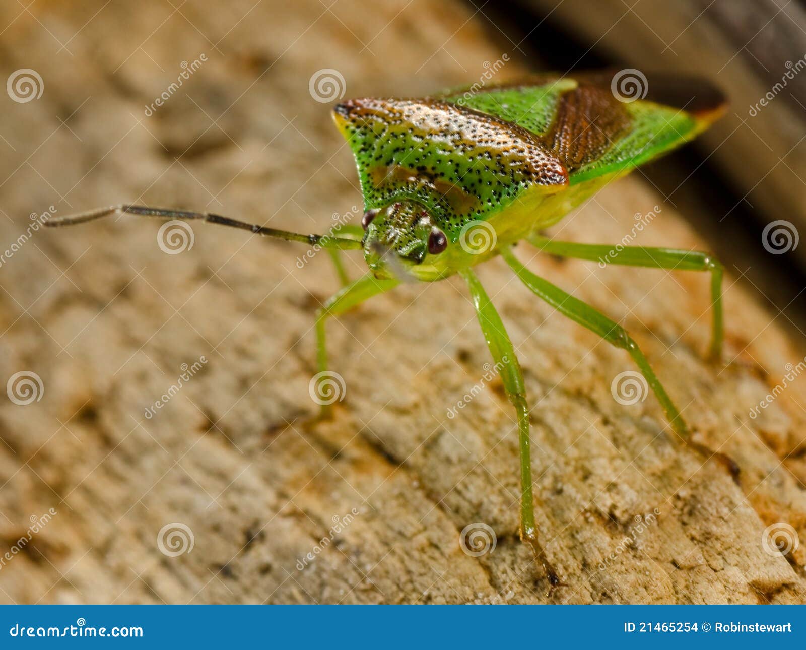 Shieldbug Hawthorn stock photo. Image of macro, common - 21465254