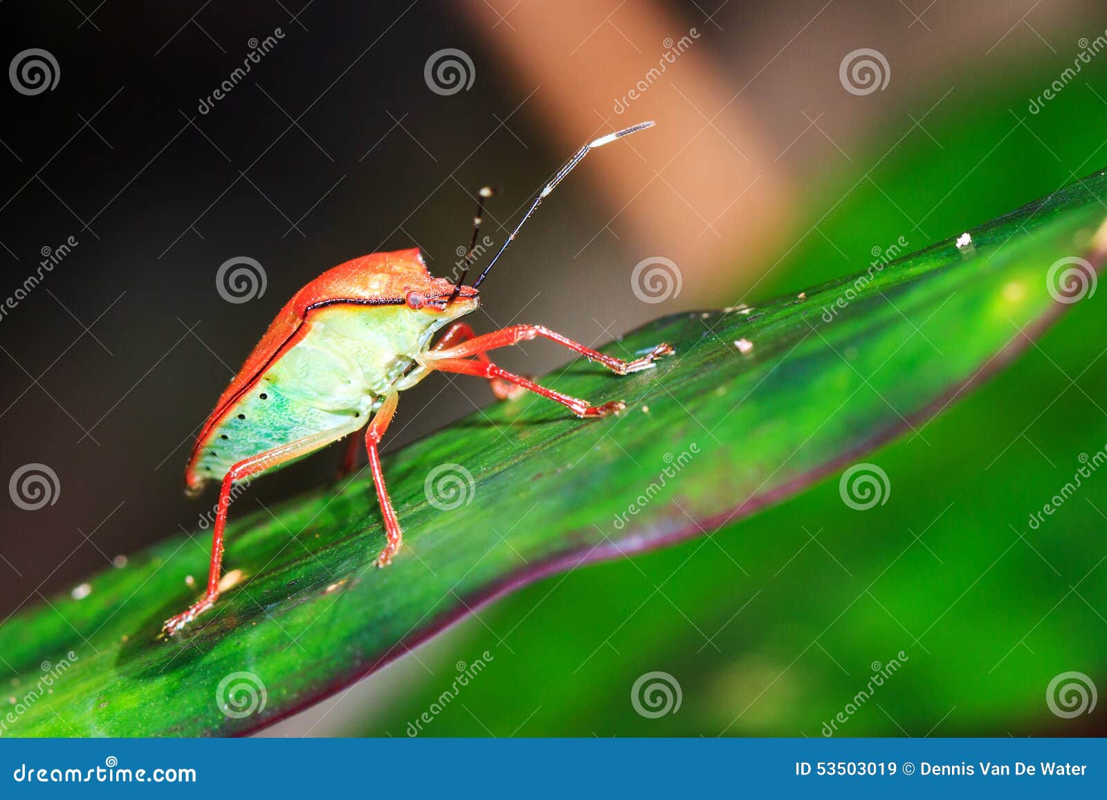 Shieldbug Masoala side stock image. Image of excursion - 53503019